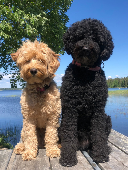 Om oss :: Northern-light-labradoodle